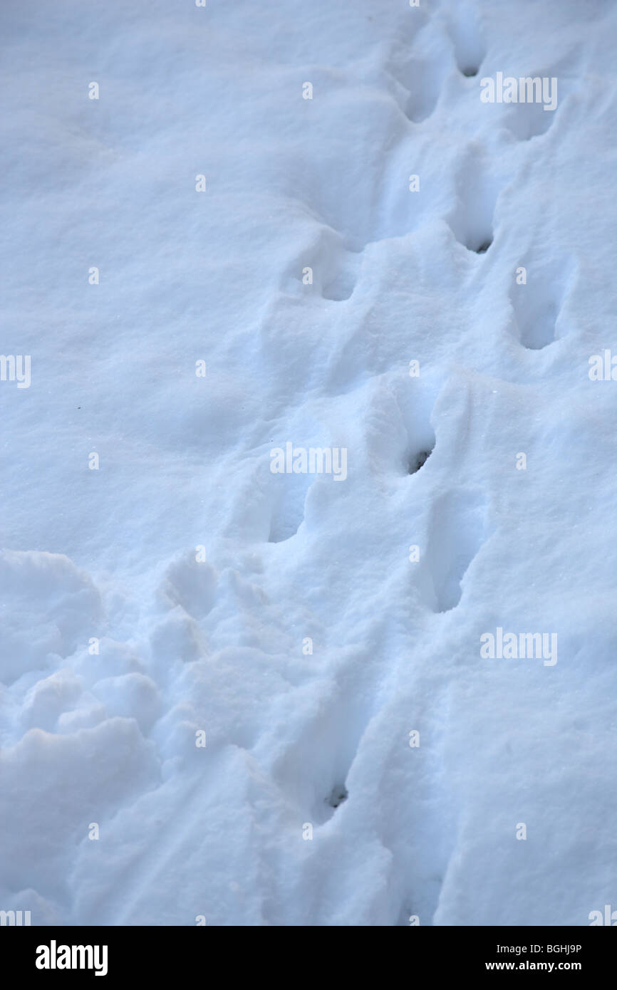 Fuchsspuren im schnee -Fotos und -Bildmaterial in hoher Auflösung – Alamy