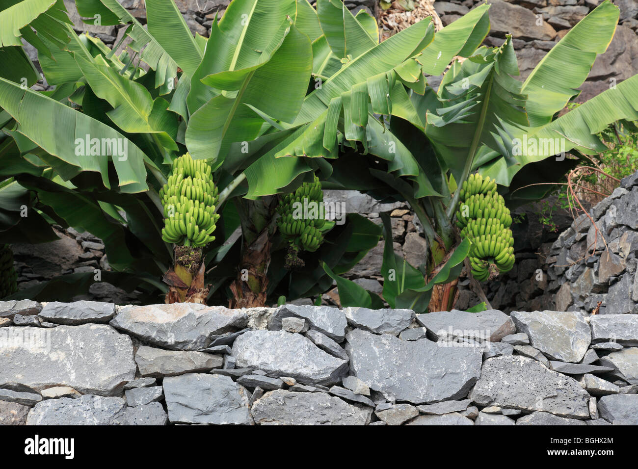 Banana plantation funchal madeira portugal -Fotos und -Bildmaterial in ...