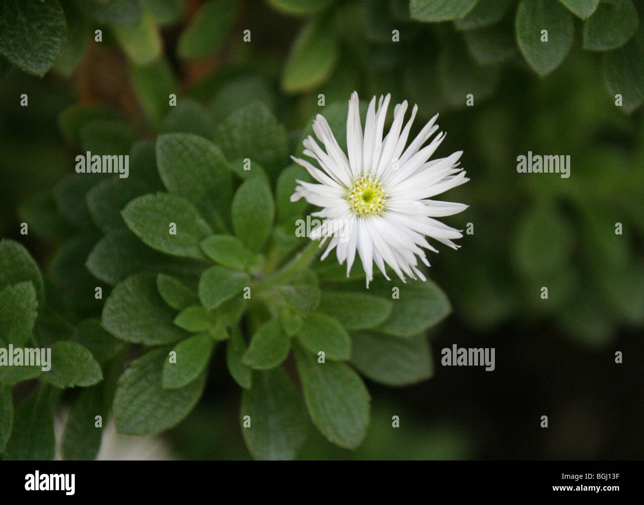 Scrubwood, Commidendrum Rugosum, Asteraceae (Compositae), St. Helena ...