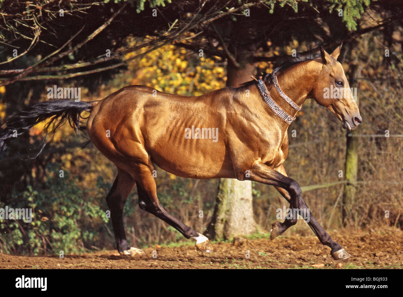 Achal teke pferd -Fotos und -Bildmaterial in hoher Auflösung – Alamy