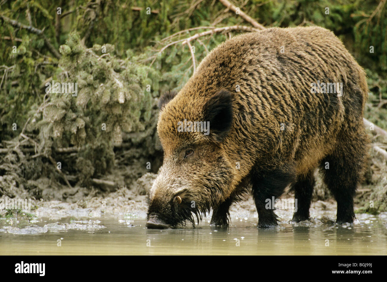 Wild boar tusker -Fotos und -Bildmaterial in hoher Auflösung – Alamy