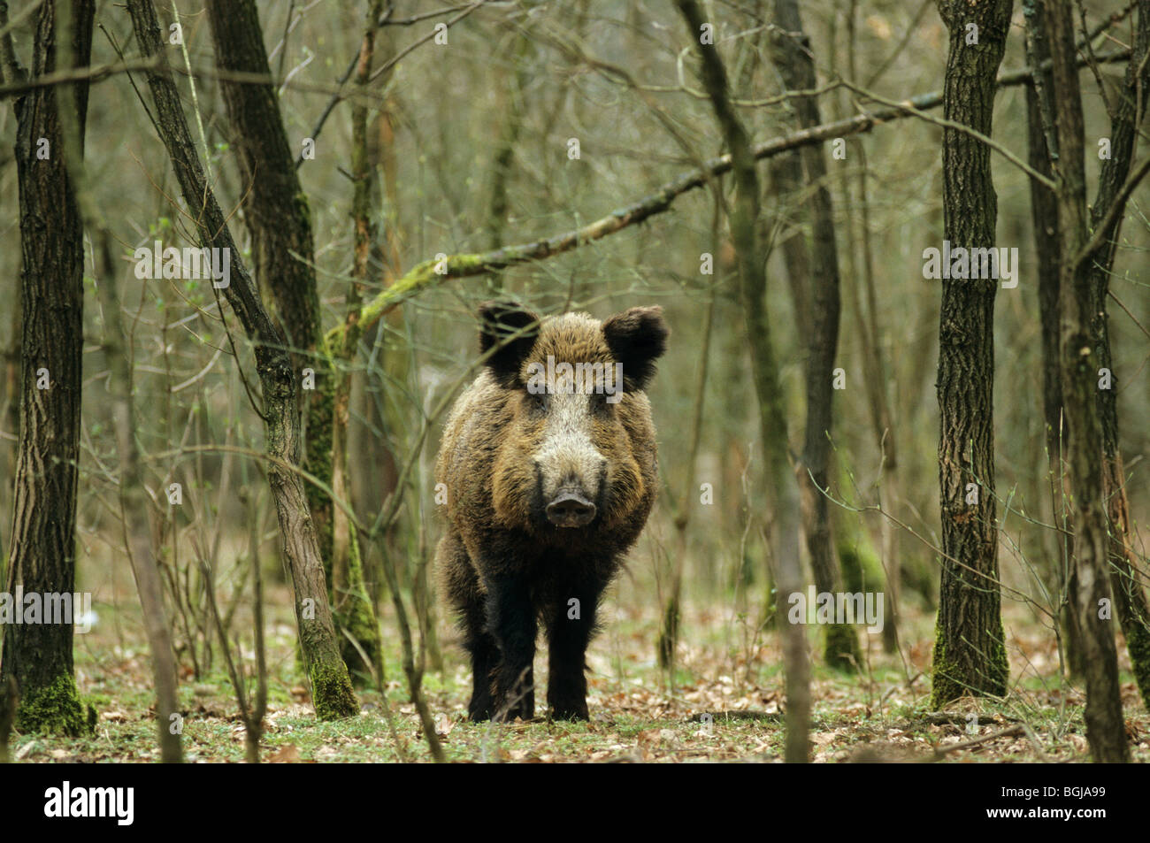 Wildschwein - Keiler / Sus Scrofa Stockfotografie - Alamy