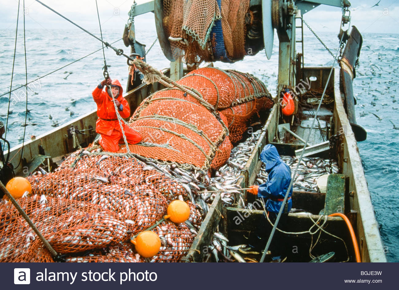 Pollack Fish Stockfotos & Pollack Fish Bilder - Alamy
