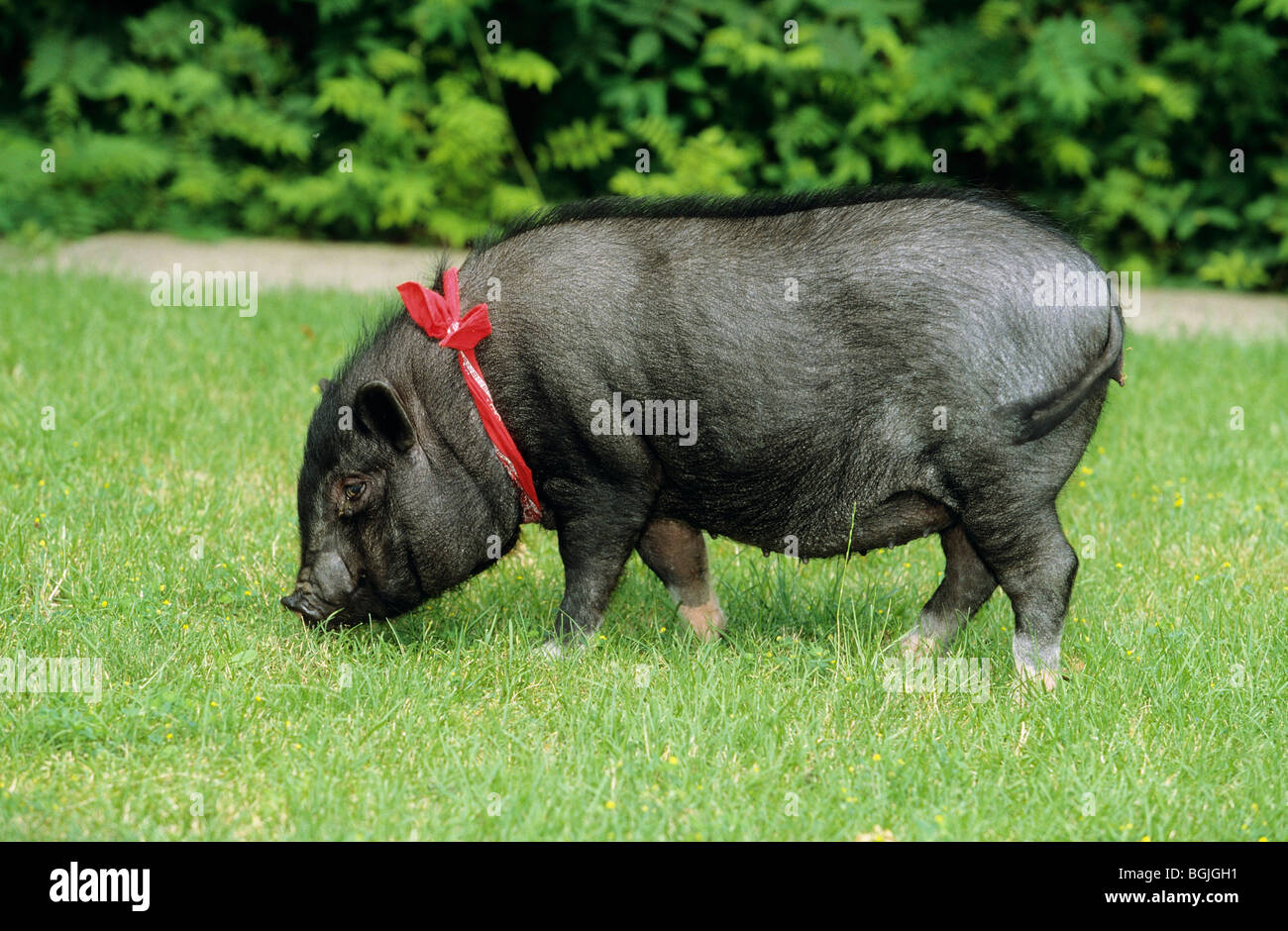 Miniature pig -Fotos und -Bildmaterial in hoher Auflösung – Alamy