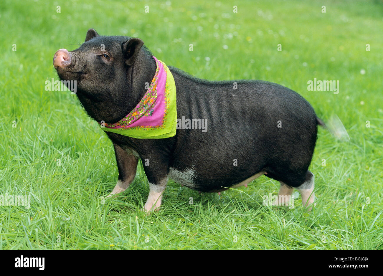 Miniature pig -Fotos und -Bildmaterial in hoher Auflösung – Alamy
