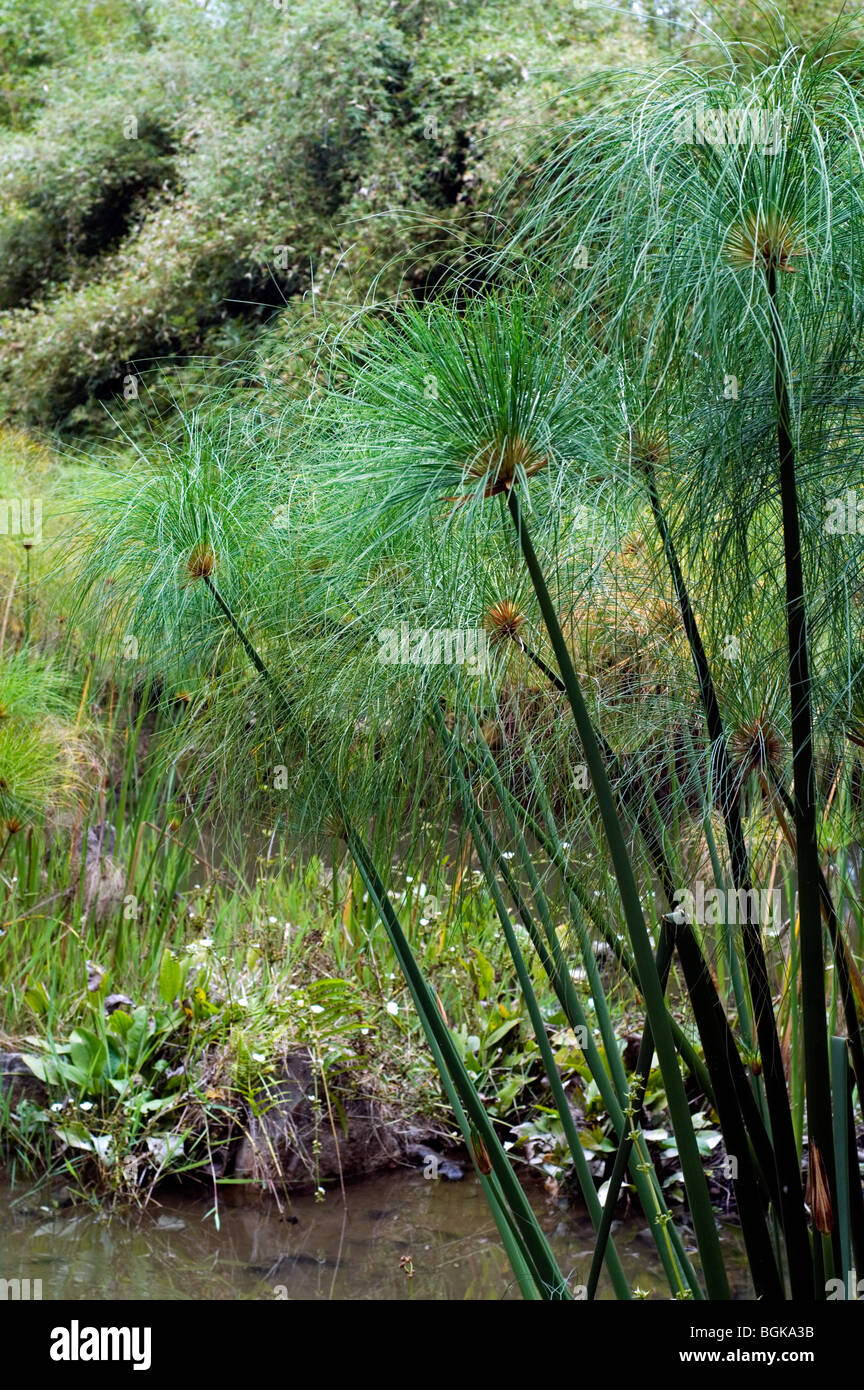 Cyperus papyrus africa -Fotos und -Bildmaterial in hoher Auflösung ...