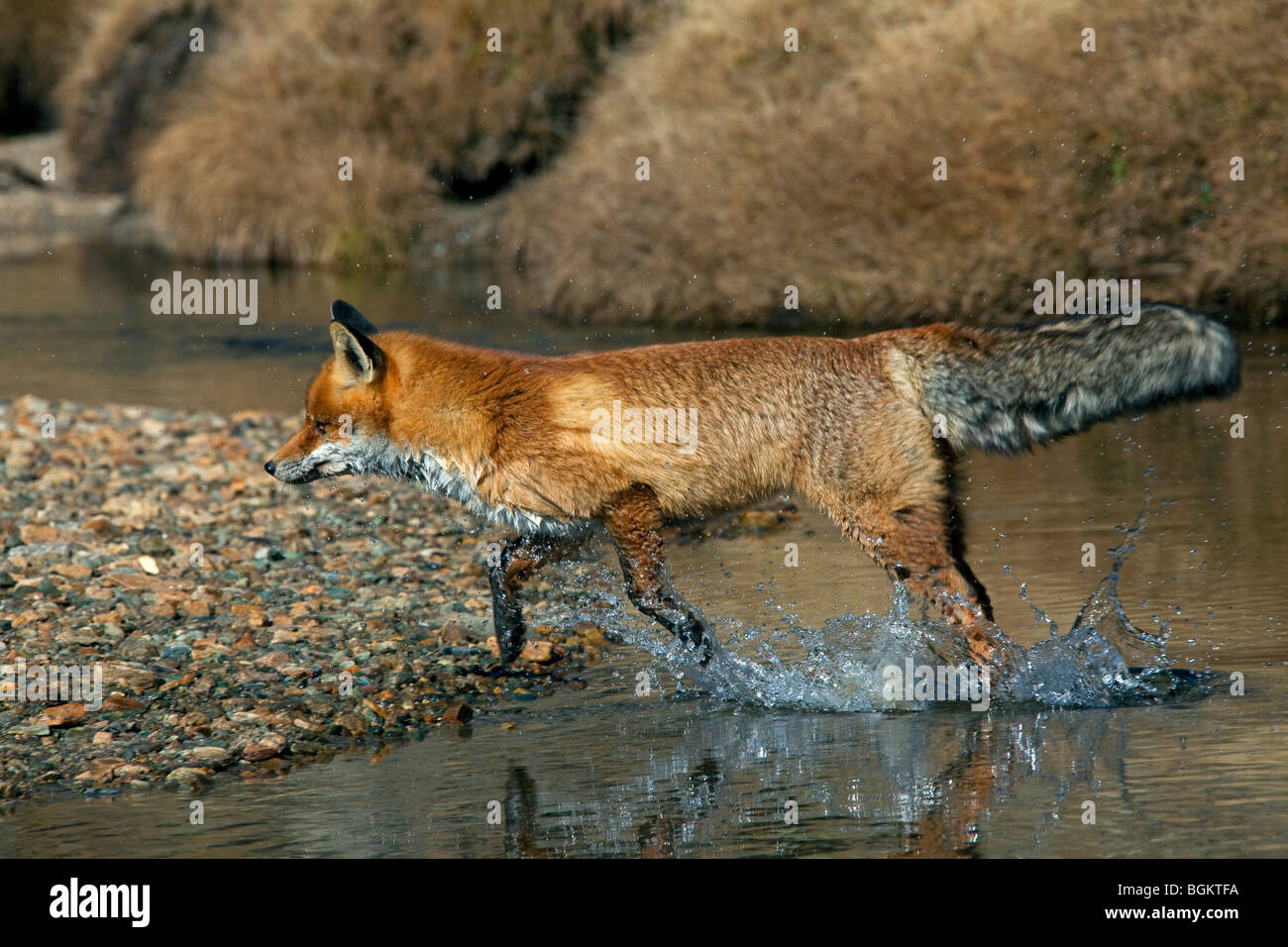 Kreuz fuchs rotfuchs -Fotos und -Bildmaterial in hoher Auflösung – Alamy