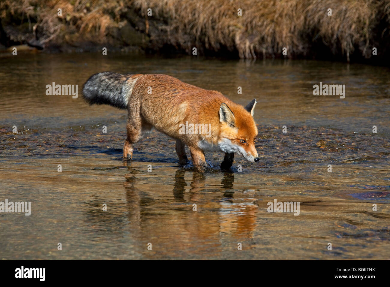 Kreuz fuchs rotfuchs -Fotos und -Bildmaterial in hoher Auflösung – Alamy