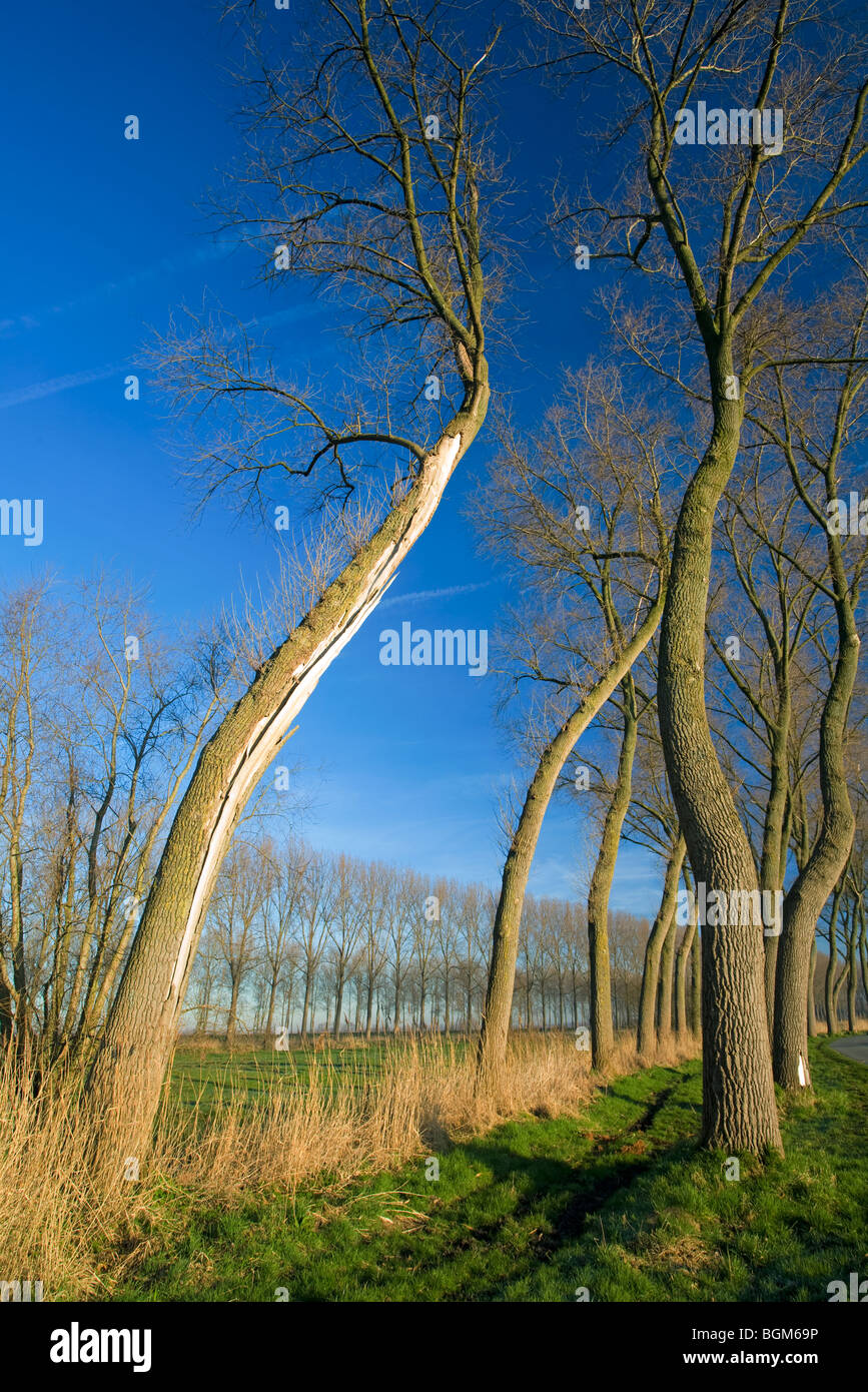 Wiese mit pappeln -Fotos und -Bildmaterial in hoher Auflösung – Alamy
