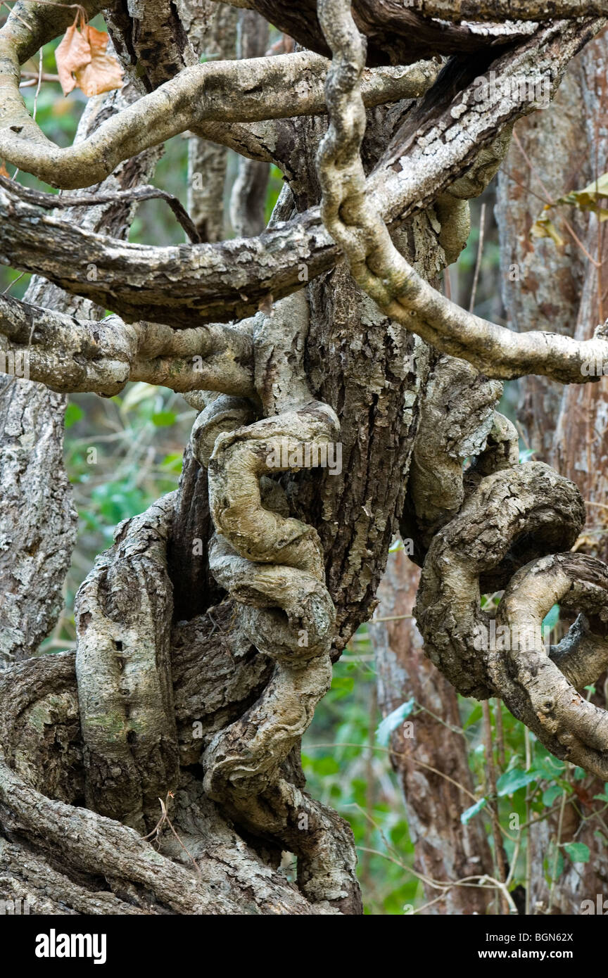 Schlingpflanzen im tropischen regenwald -Fotos und -Bildmaterial in ...