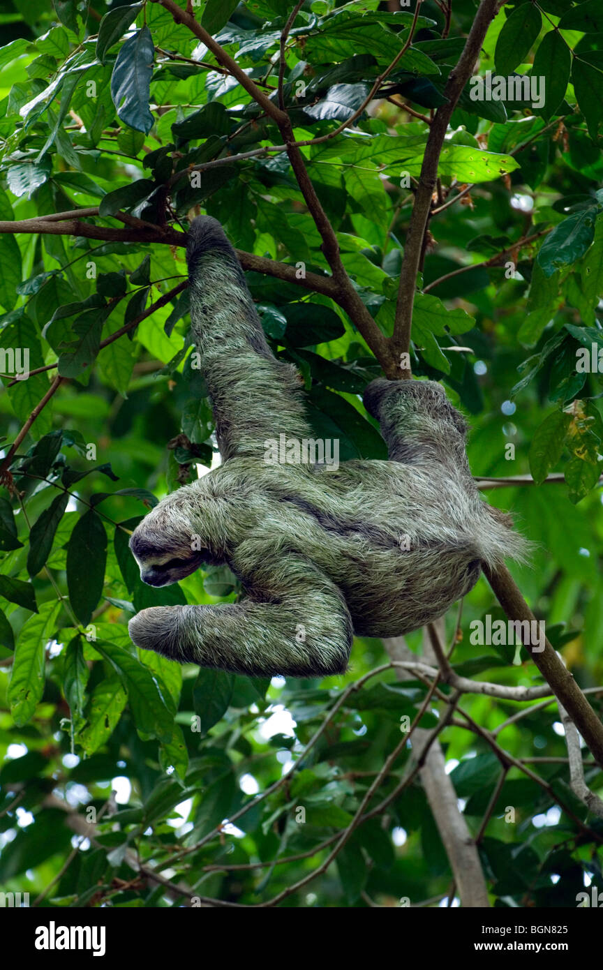 Faultiere hängen tiere -Fotos und -Bildmaterial in hoher Auflösung – Alamy