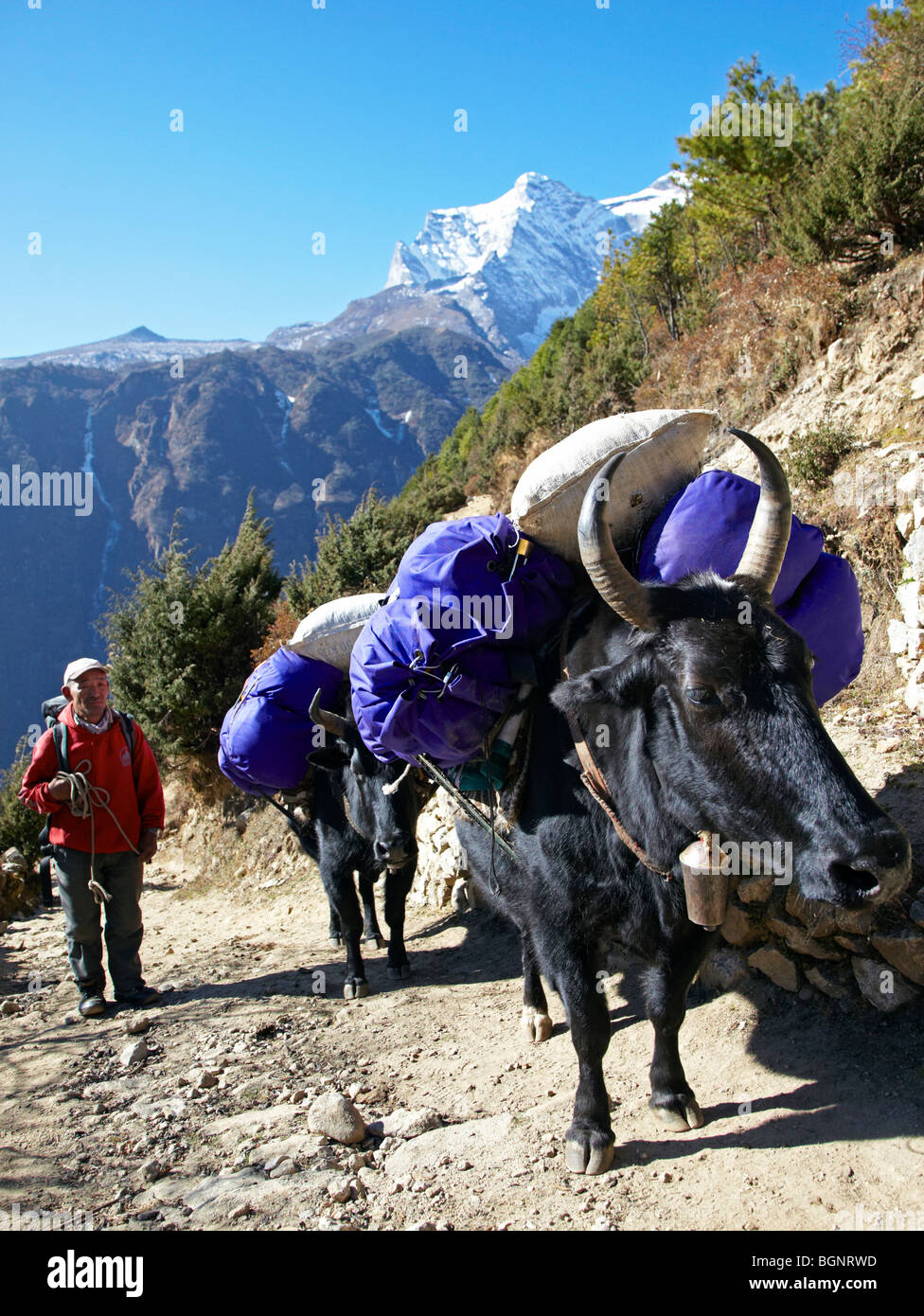 Yak et caravane ou transport -Fotos und -Bildmaterial in hoher ...