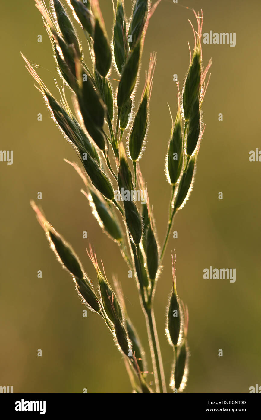 Hohen Hafergras / hohe Wiese Hafer (Arrhenatherum Elatius) mit Tau ...