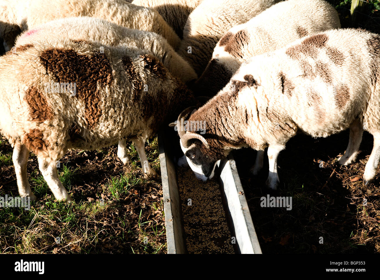 Schafe aus Essen Trog im Winter füttern Stockfotografie - Alamy