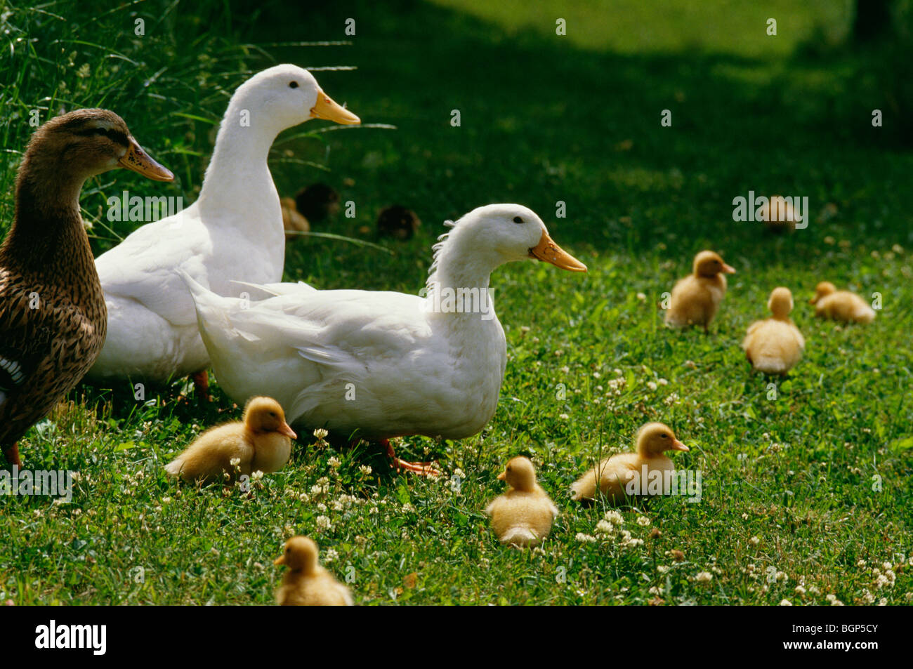 Nestling enten -Fotos und -Bildmaterial in hoher Auflösung – Alamy