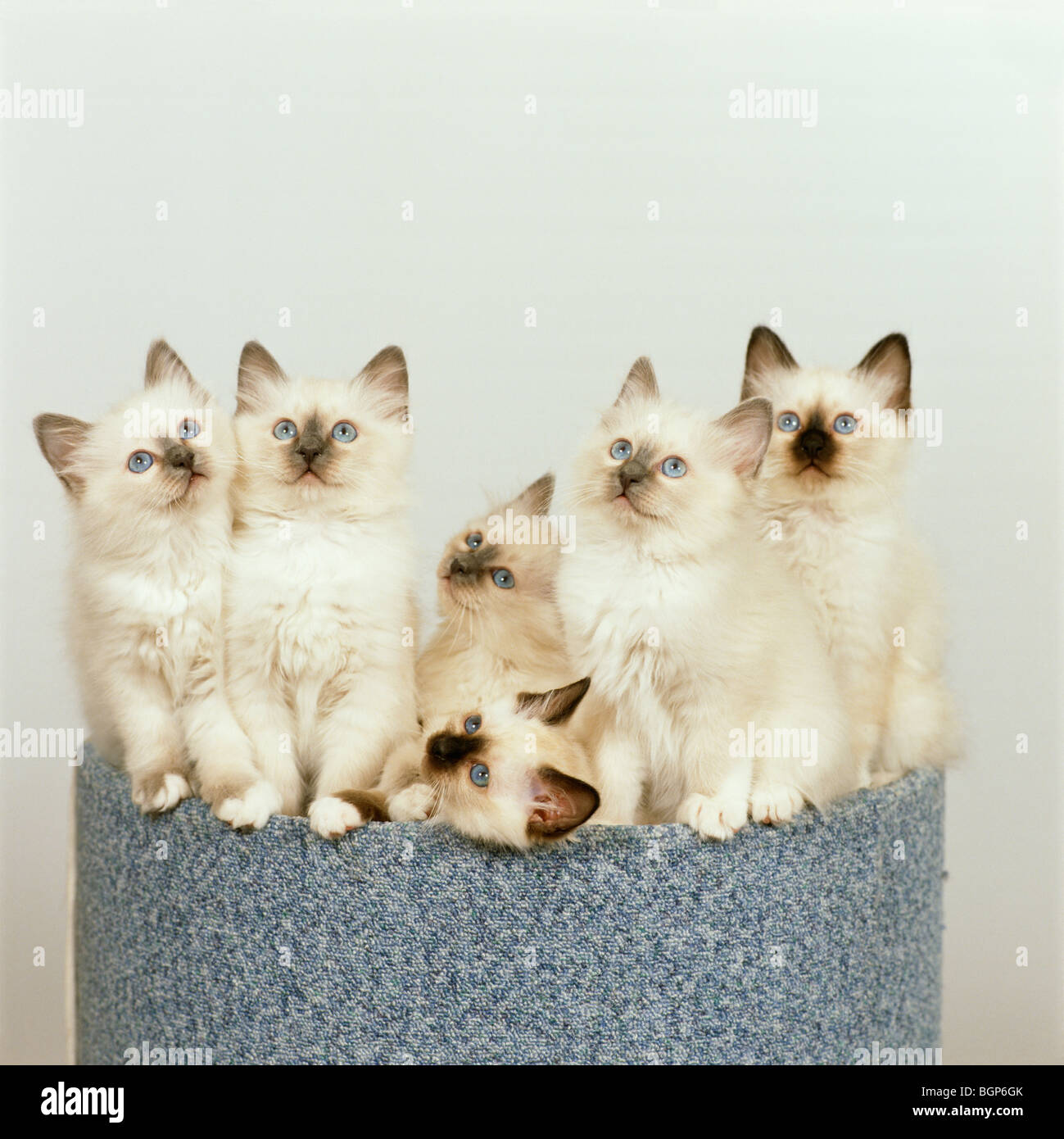 Sechs Tiere Stockfotos und -bilder Kaufen - Alamy