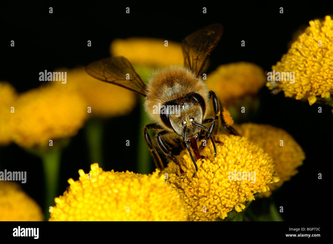 Thema blumen und bienen -Fotos und -Bildmaterial in hoher Auflösung – Alamy