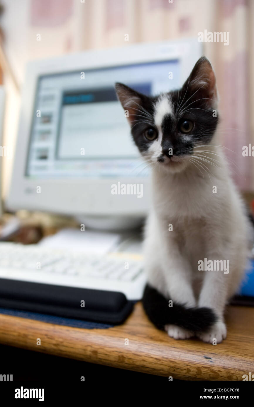 Katze und computer -Fotos und -Bildmaterial in hoher Auflösung – Alamy