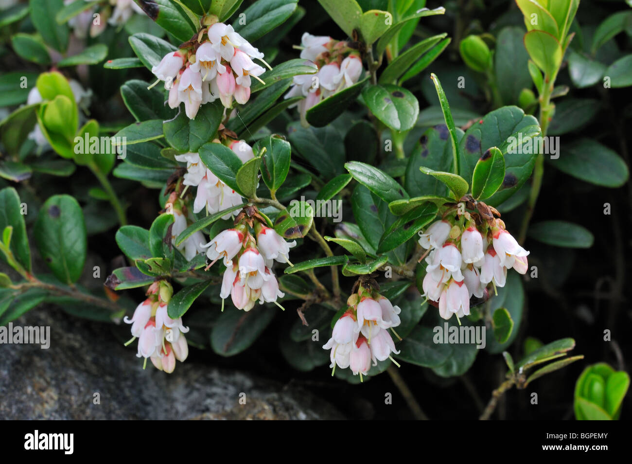 Preiselbeeren / Preiselbeere / Hohmann Preiselbeere (Vaccinium Vitis ...