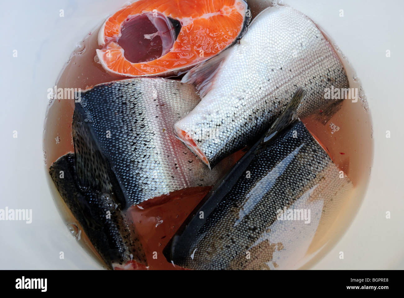 Fisch in salzlake -Fotos und -Bildmaterial in hoher Auflösung – Alamy