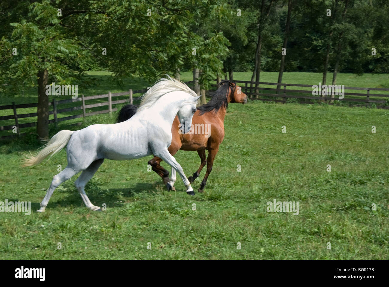 Hengst und Stute Stockfotos und -bilder Kaufen - Alamy