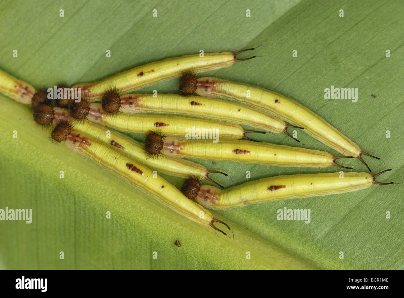 Tropische Raupen Stockfotos und -bilder Kaufen - Alamy
