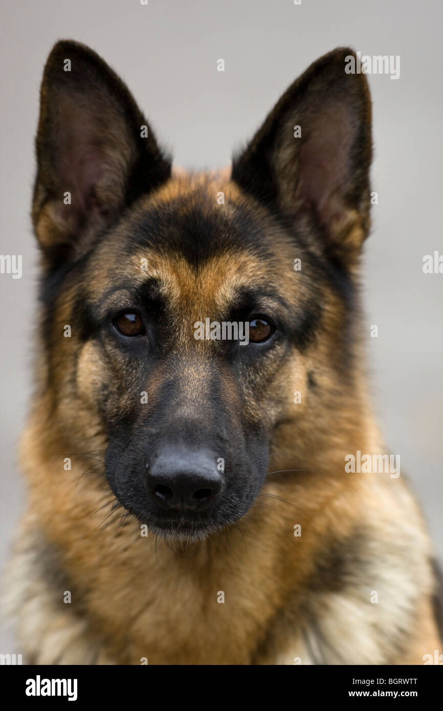 Deutscher schäfer -Fotos und -Bildmaterial in hoher Auflösung – Alamy