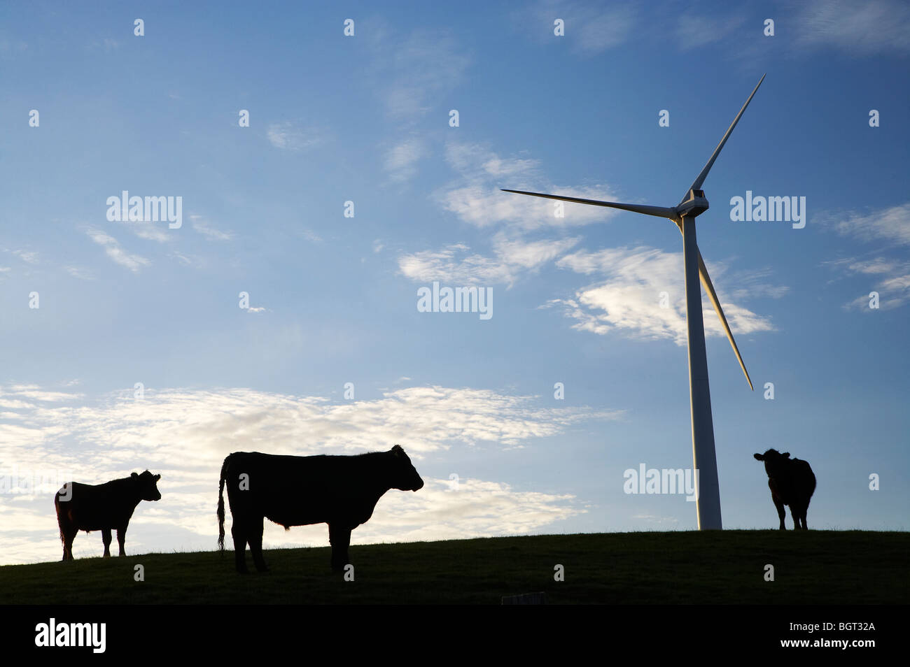 Wind Turbine und Kühe, Te Apiti Windpark, Ruahine Ranges, Manawatu ...
