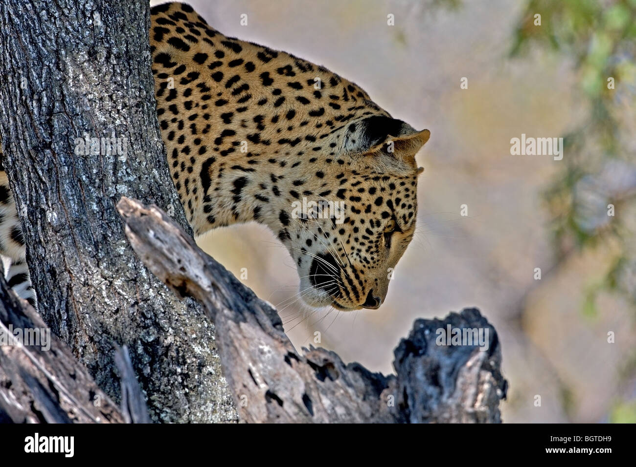 Baumstamm und leopard -Fotos und -Bildmaterial in hoher Auflösung – Alamy