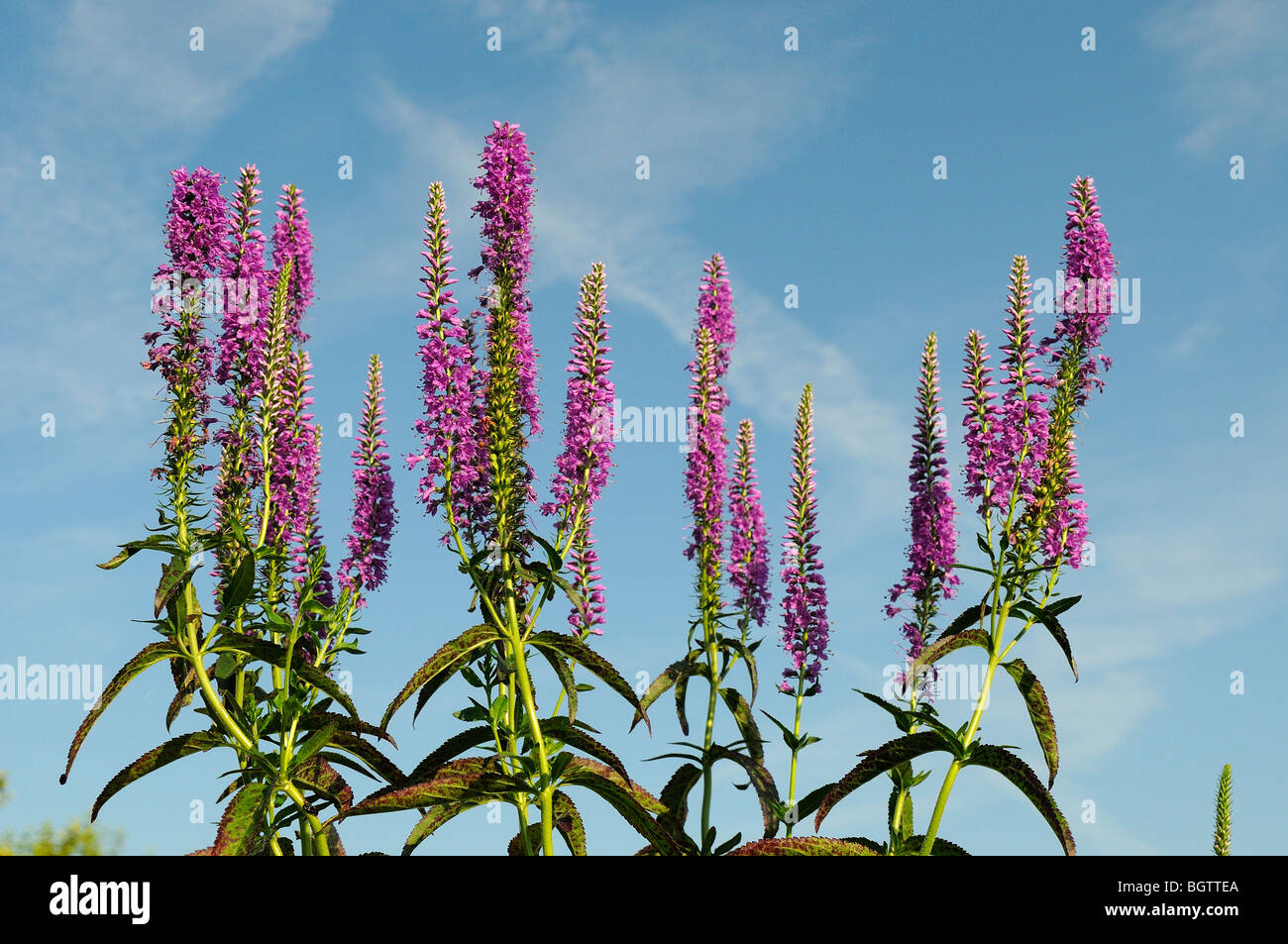 Veronica sp -Fotos und -Bildmaterial in hoher Auflösung – Alamy
