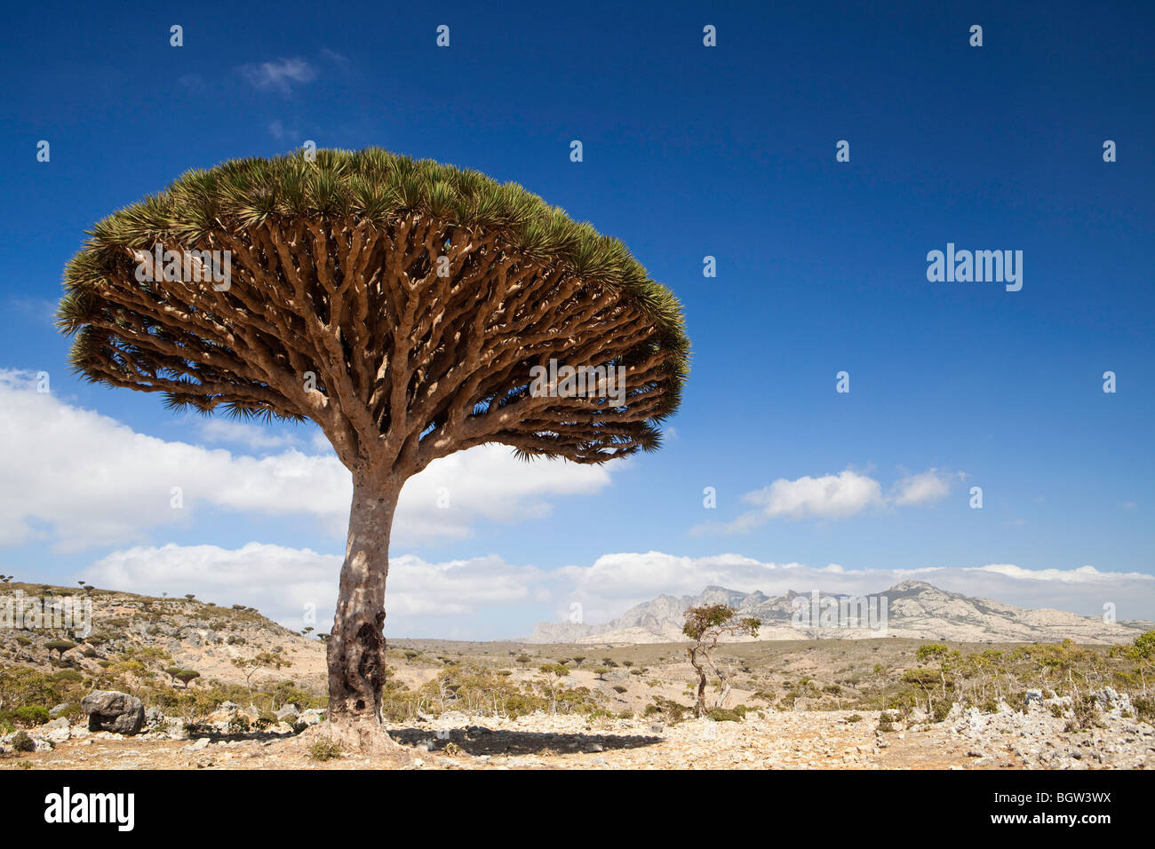 Socotra baum -Fotos und -Bildmaterial in hoher Auflösung – Alamy