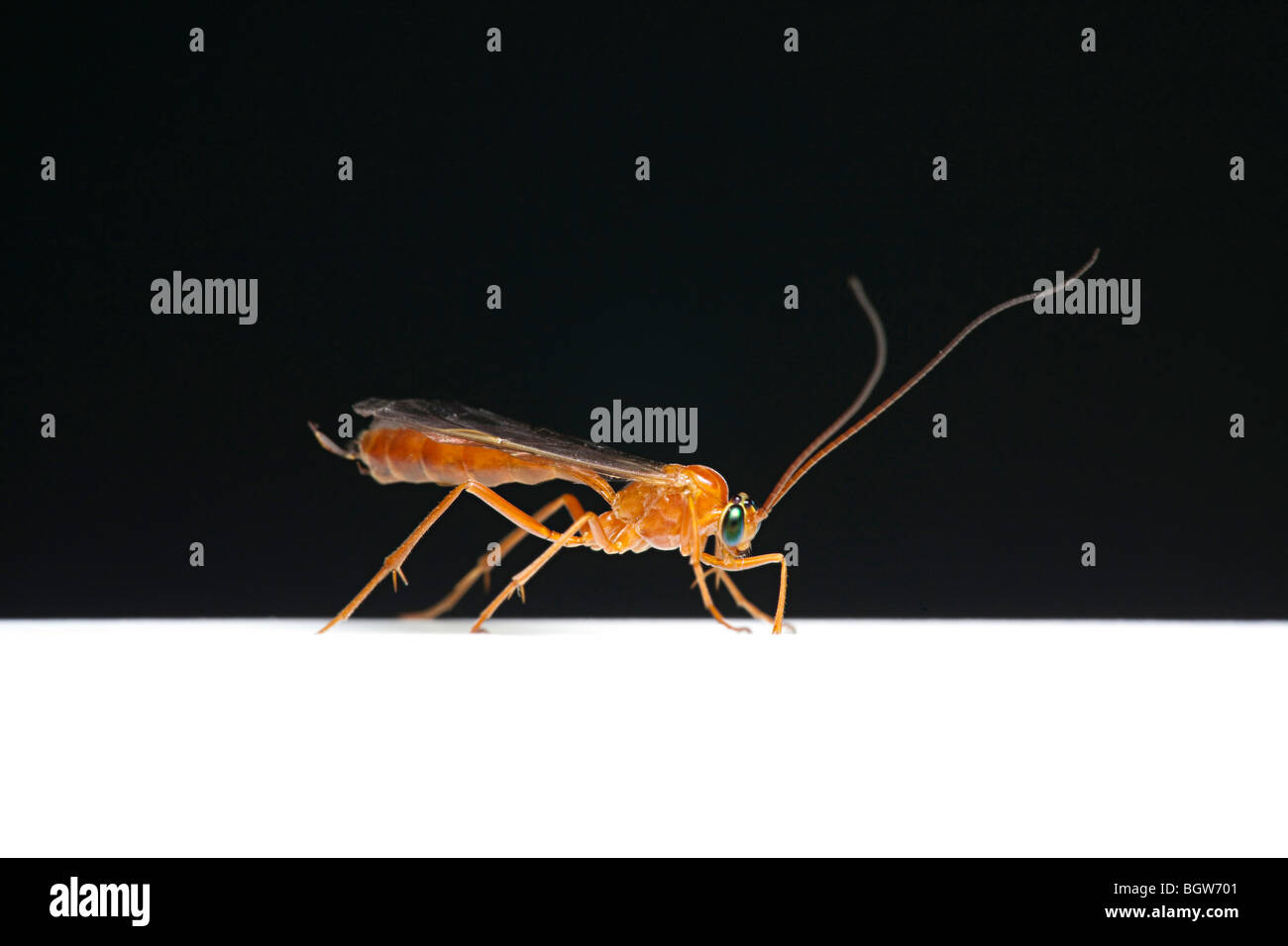 Ichneumon wespen -Fotos und -Bildmaterial in hoher Auflösung – Alamy