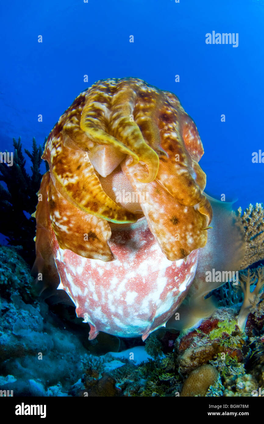 Octopus ink ocean -Fotos und -Bildmaterial in hoher Auflösung – Alamy