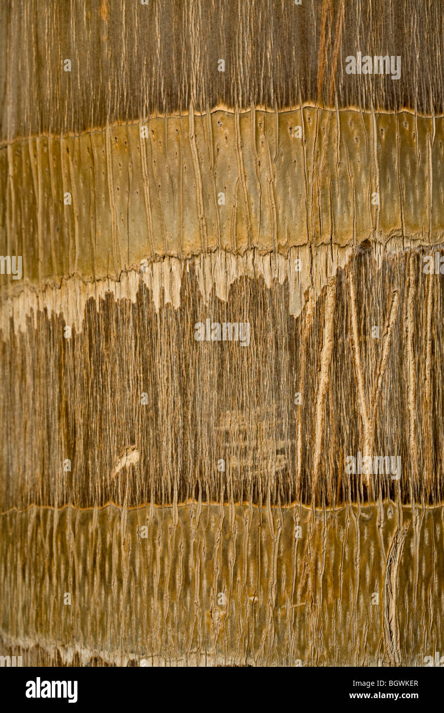 Oreodoxa regia palm -Fotos und -Bildmaterial in hoher Auflösung – Alamy