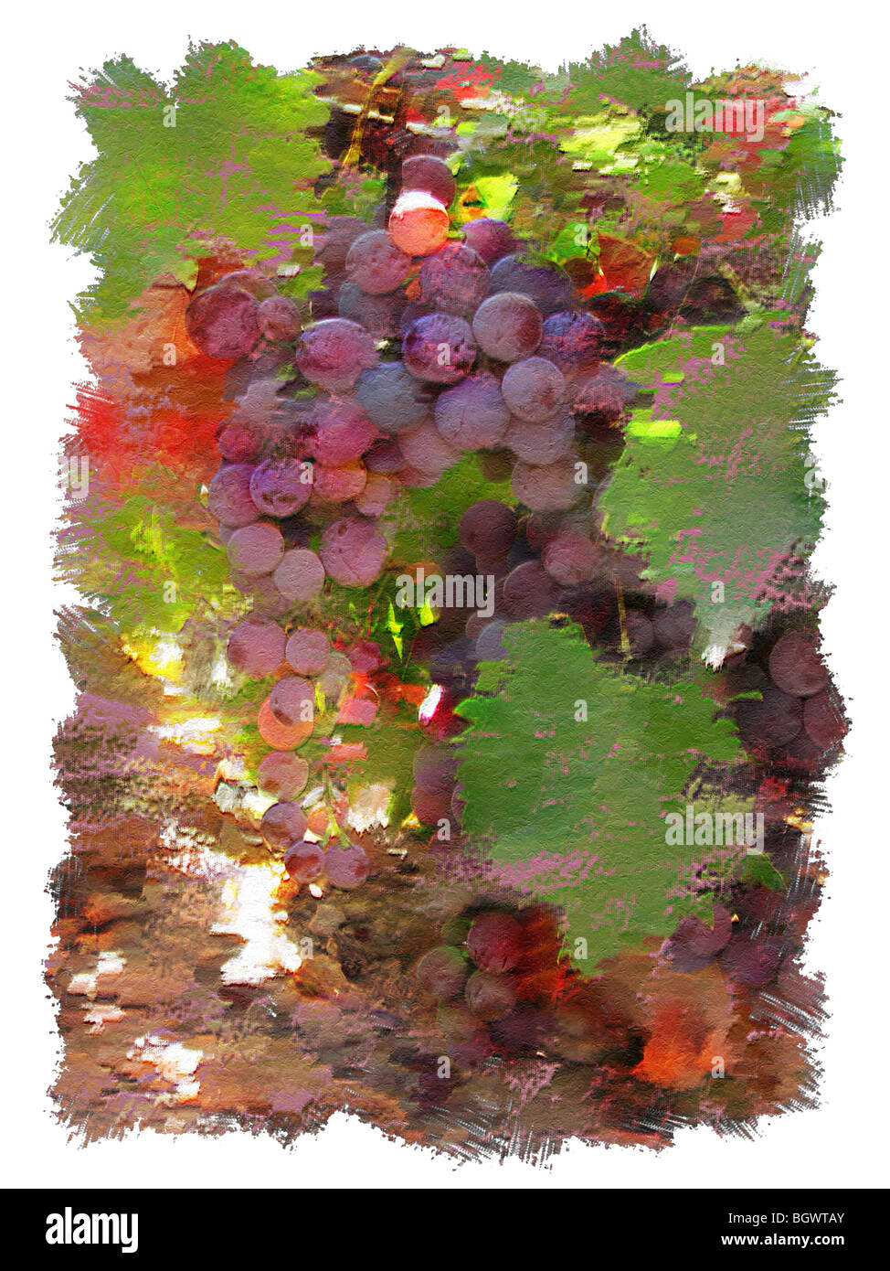 Rote Trauben am Rebstock Stockfotografie - Alamy Rote Trauben am Rebstock Stockfotografie - Alamy