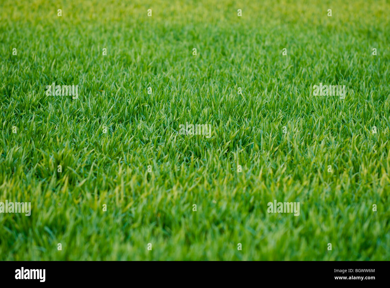 Rasenfotos -Fotos und -Bildmaterial in hoher Auflösung – Alamy