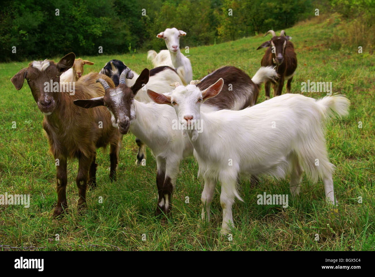 Ziegen sind -Fotos und -Bildmaterial in hoher Auflösung – Alamy