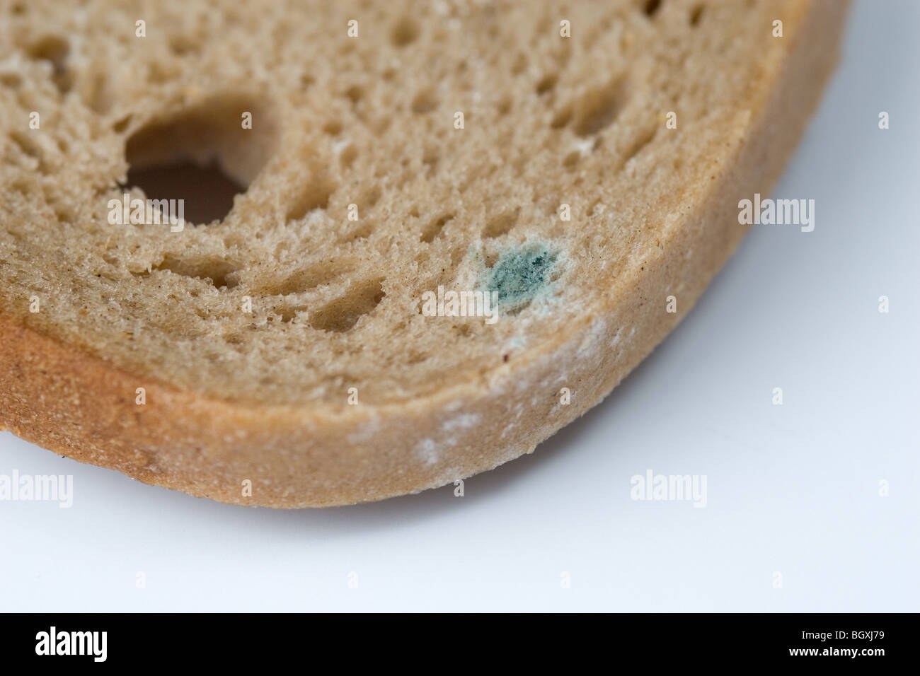 Vergiftetes brot -Fotos und -Bildmaterial in hoher Auflösung – Alamy