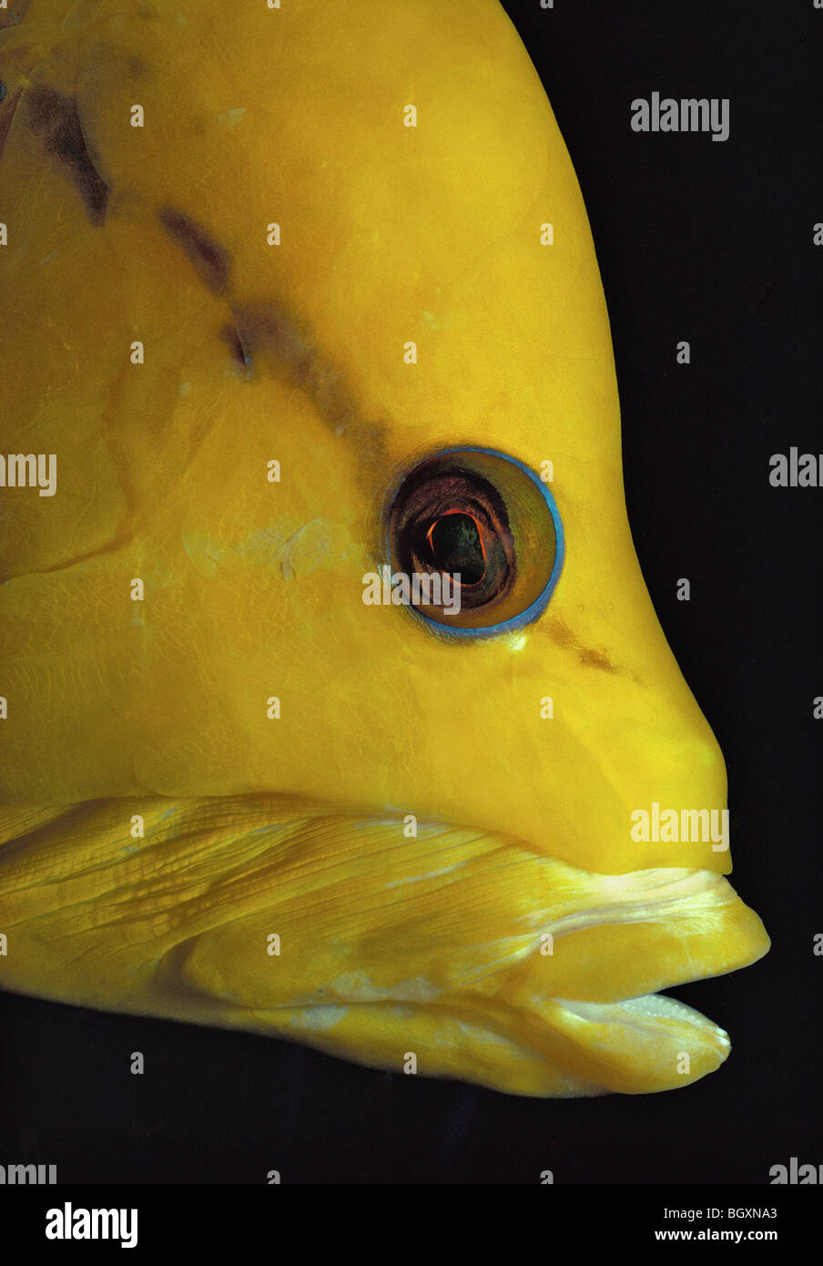 Barsch fischgesicht -Fotos und -Bildmaterial in hoher Auflösung – Alamy