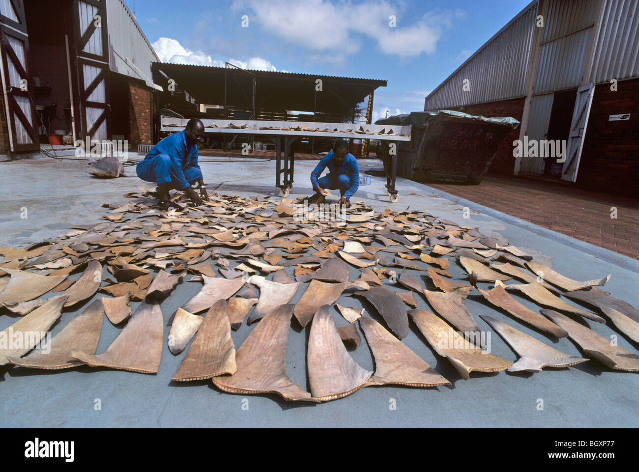 Die flossen -Fotos und -Bildmaterial in hoher Auflösung – Alamy