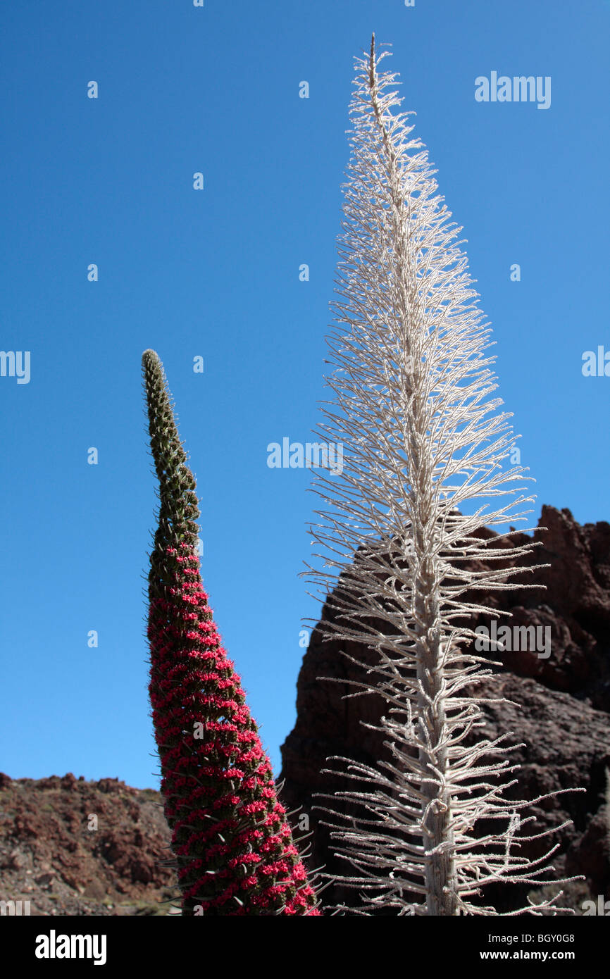 Tajinaste Rojo oder Echium Wildpretii oder Teide Bugloss blühen neben ...