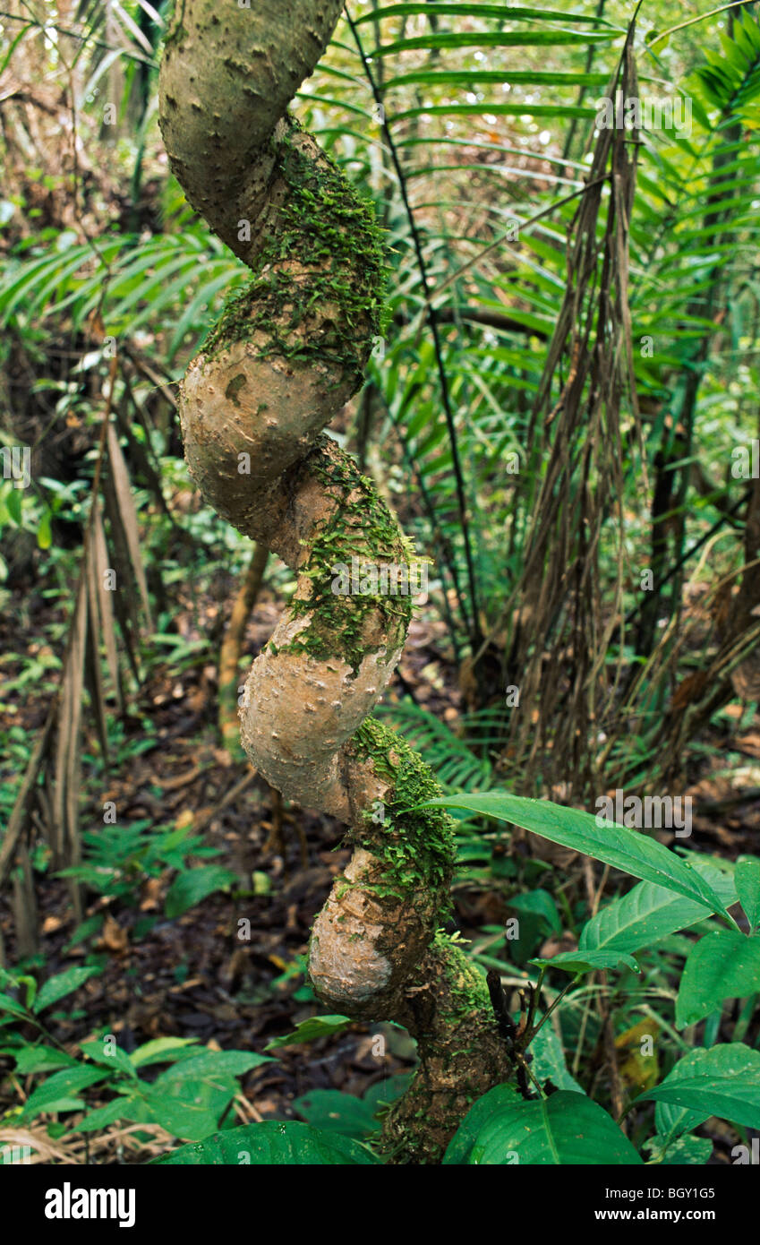 Liana Forest Amazon Stockfotos und -bilder Kaufen - Alamy