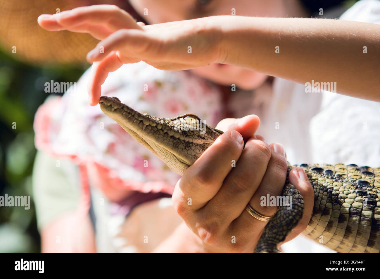 Baby nile crocodile -Fotos und -Bildmaterial in hoher Auflösung – Alamy