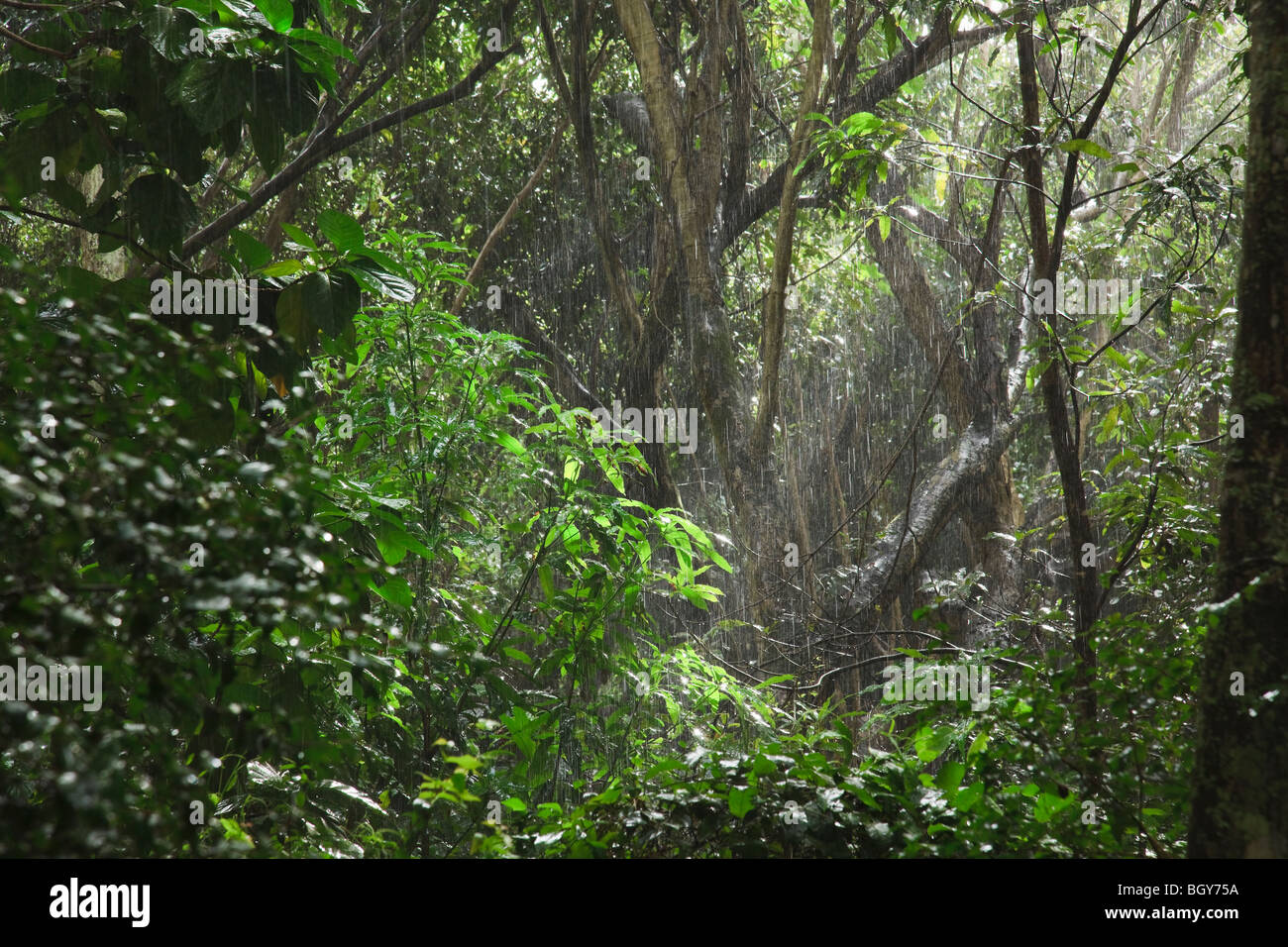 Tropischer regenwald -Fotos und -Bildmaterial in hoher Auflösung – Alamy