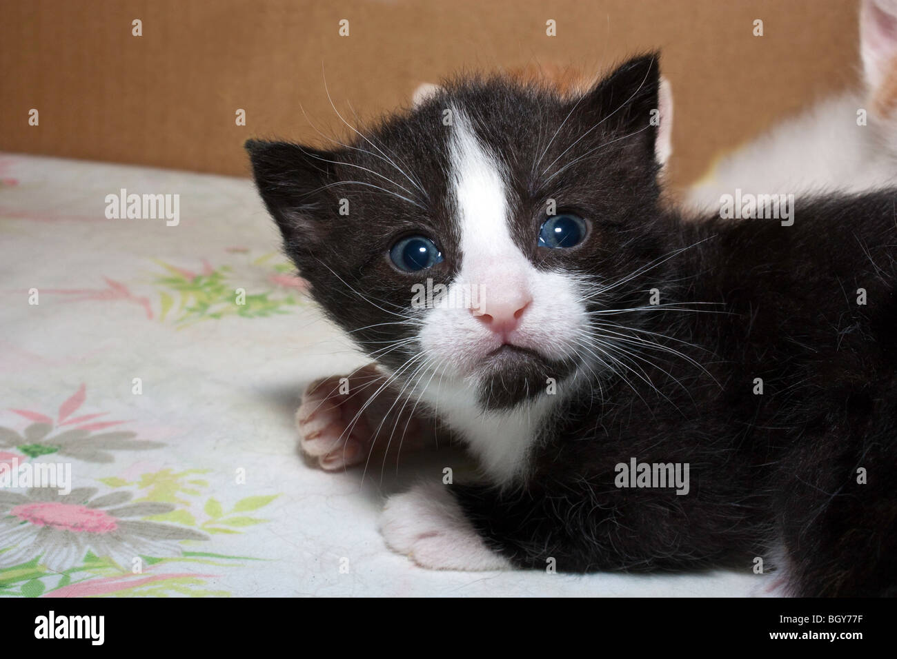 Sylvester cat -Fotos und -Bildmaterial in hoher Auflösung – Alamy