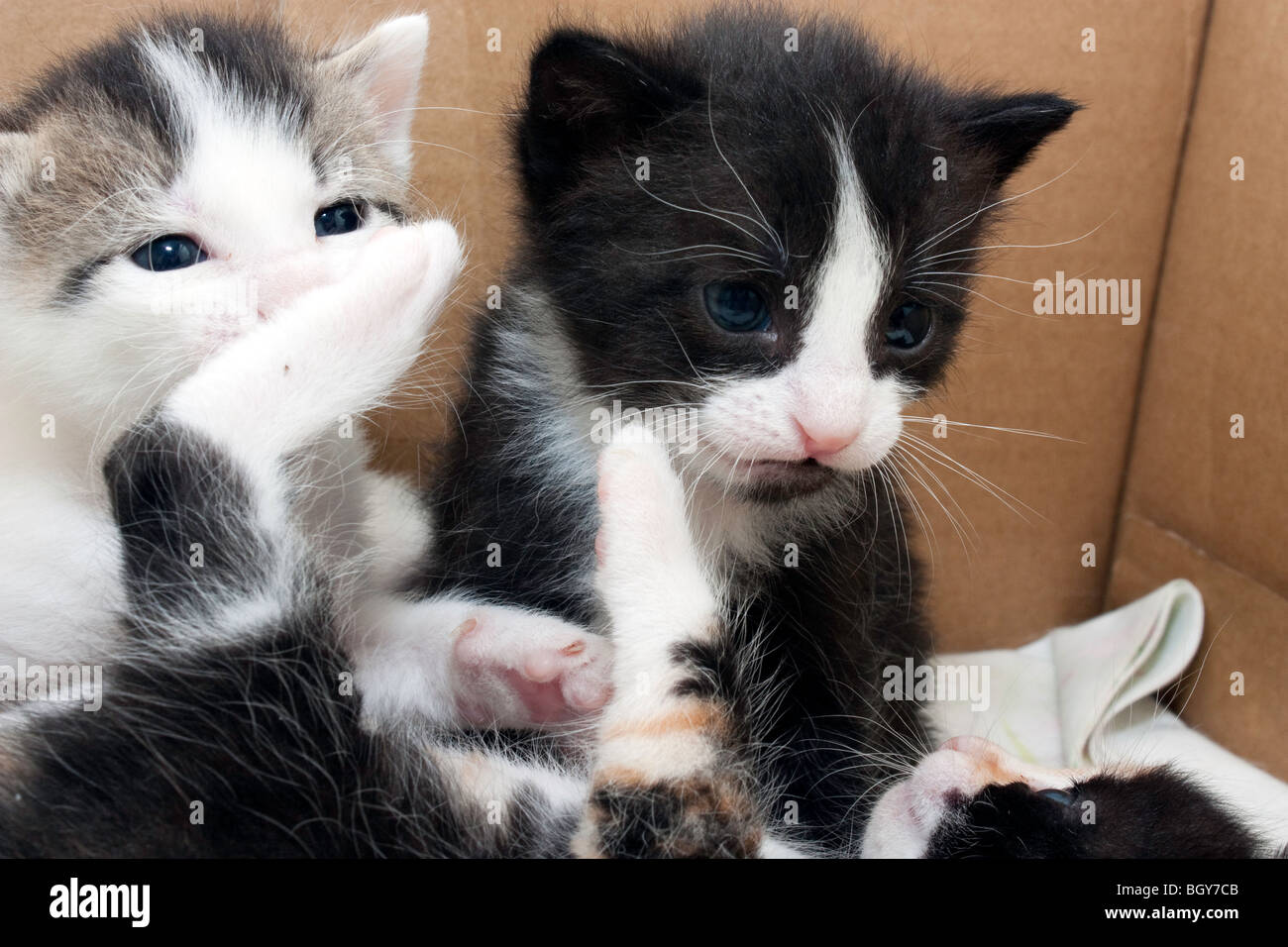 Sylvester the cat -Fotos und -Bildmaterial in hoher Auflösung – Alamy