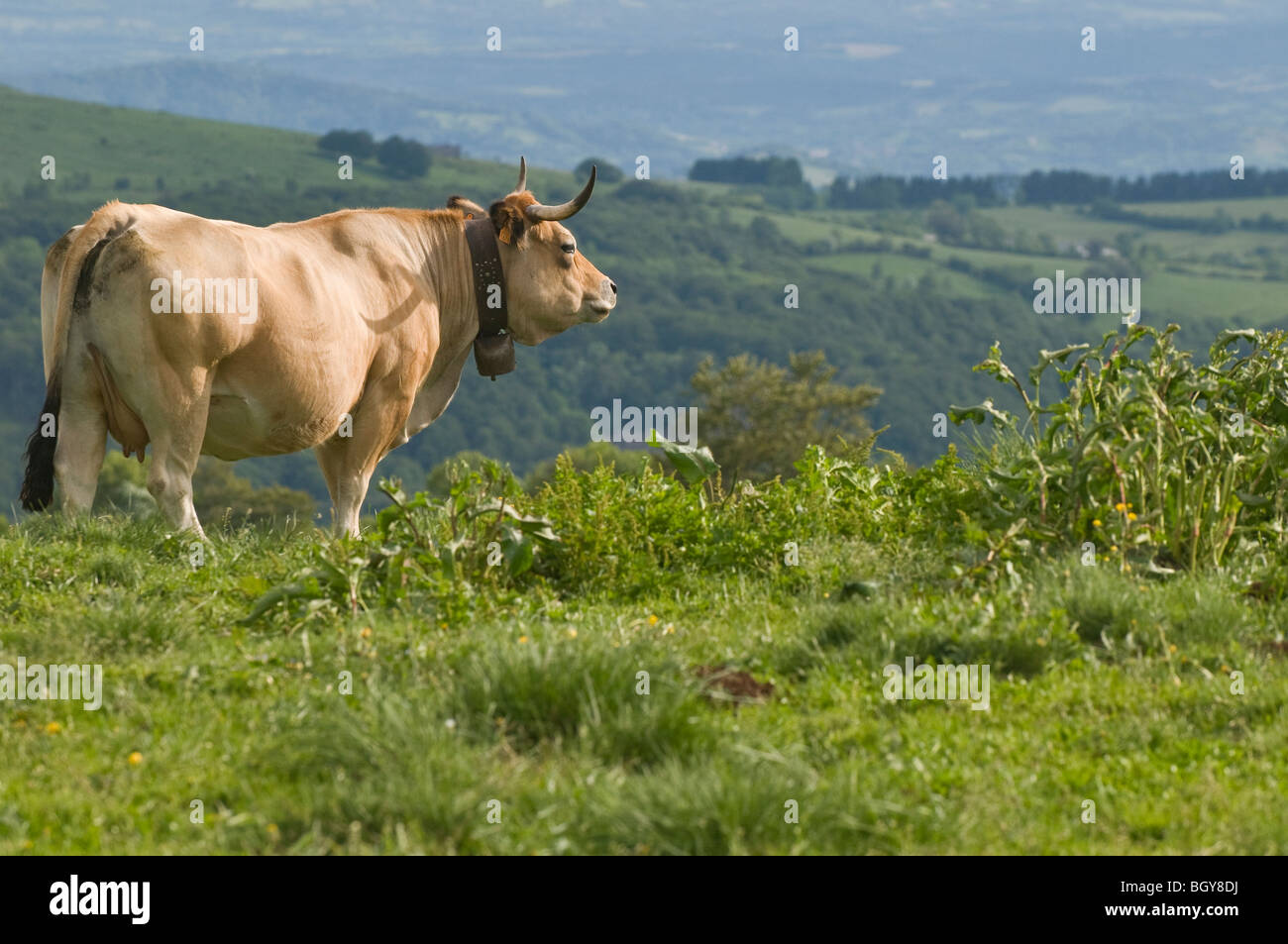 Kuh aubrac -Fotos und -Bildmaterial in hoher Auflösung – Alamy