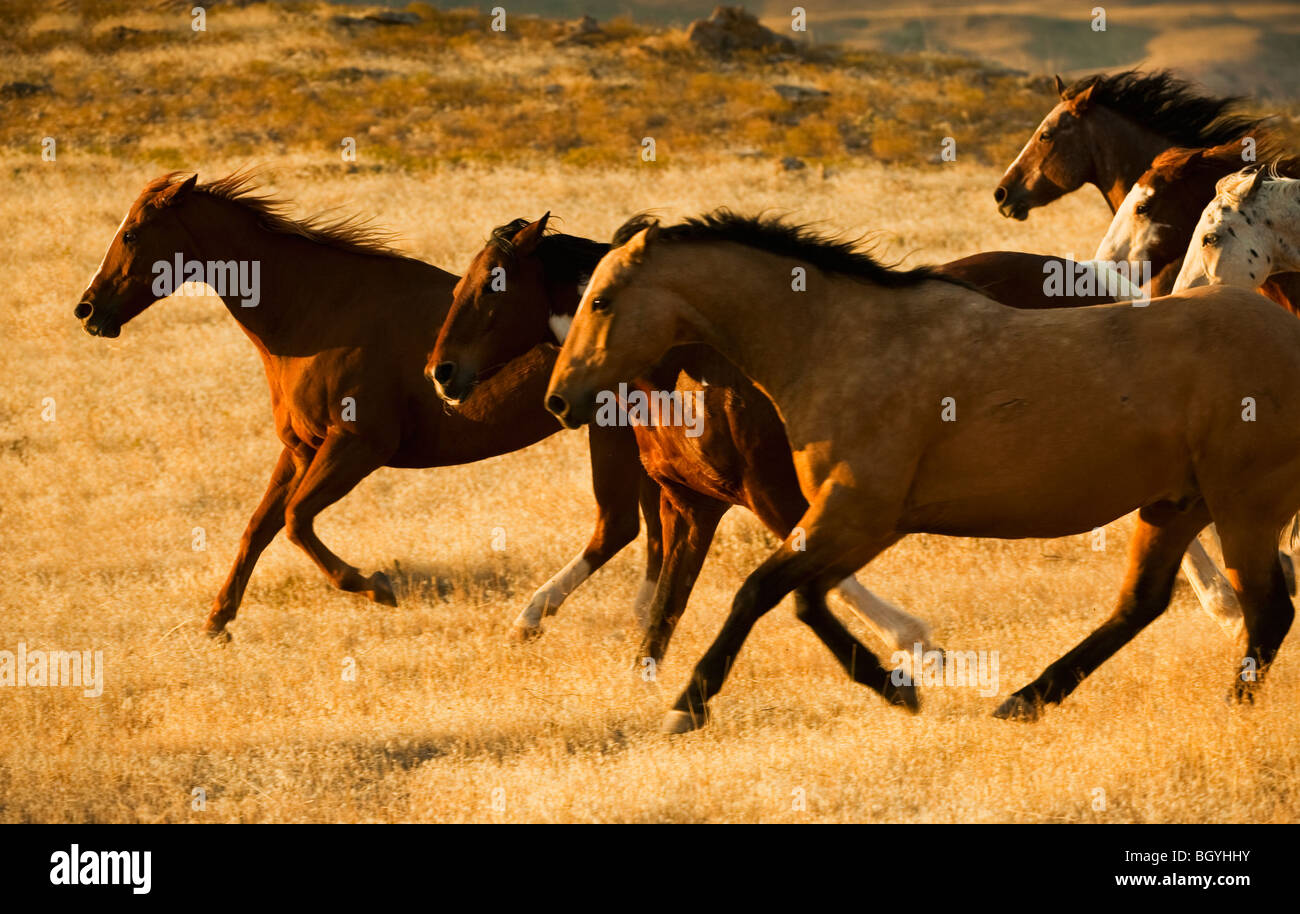 Rudel wilder tiere -Fotos und -Bildmaterial in hoher Auflösung – Alamy