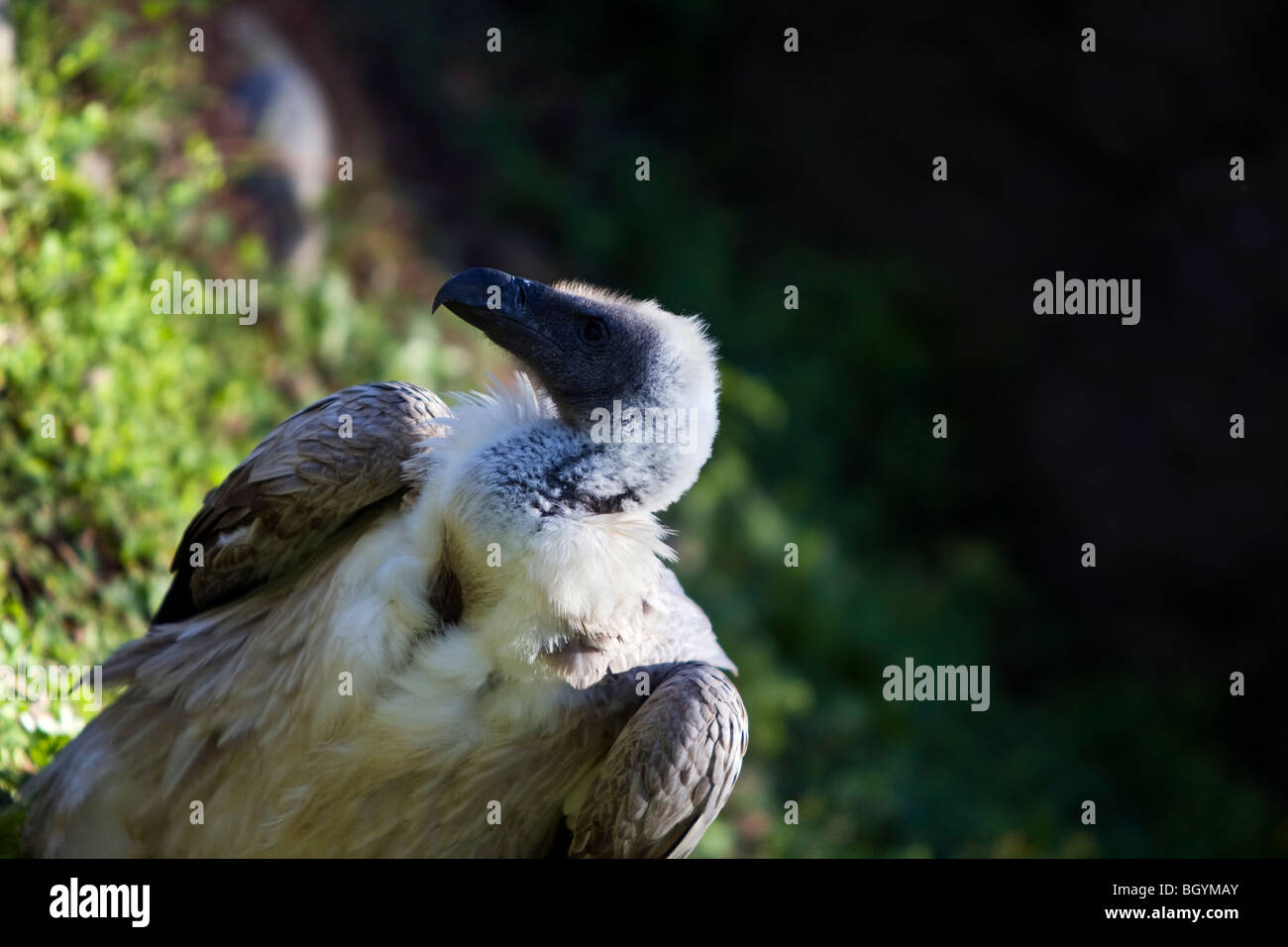 Typische geier -Fotos und -Bildmaterial in hoher Auflösung – Alamy