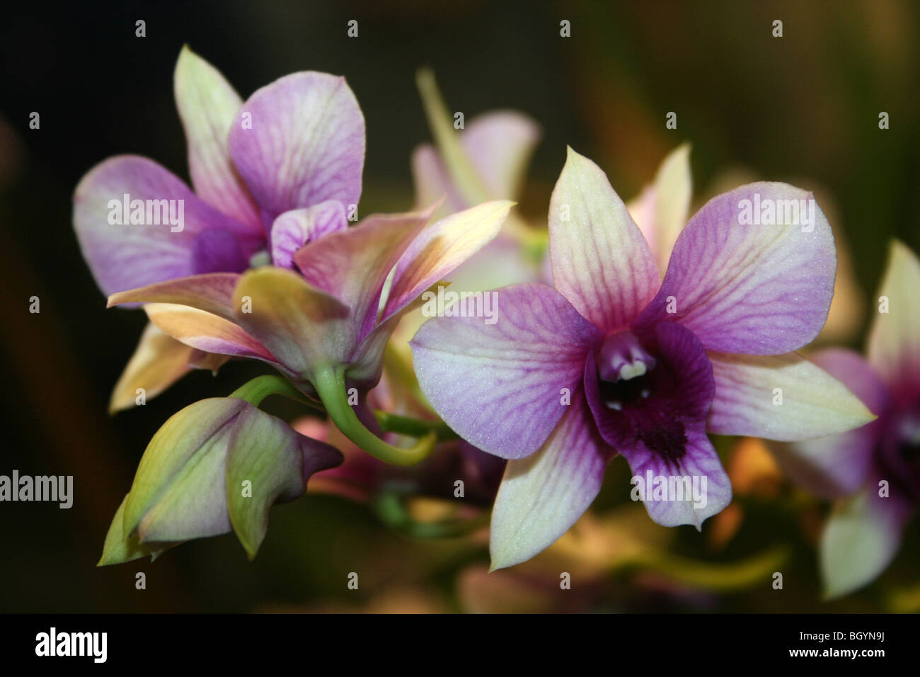 Orchidee dendrobium -Fotos und -Bildmaterial in hoher Auflösung – Alamy